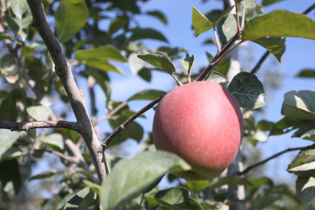 Humble Apple Pie Crumble with Spelt Flour by Jesse Lane